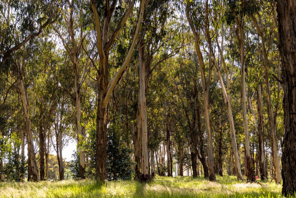 Sustainability - Eastbourne on Commonwealth Park